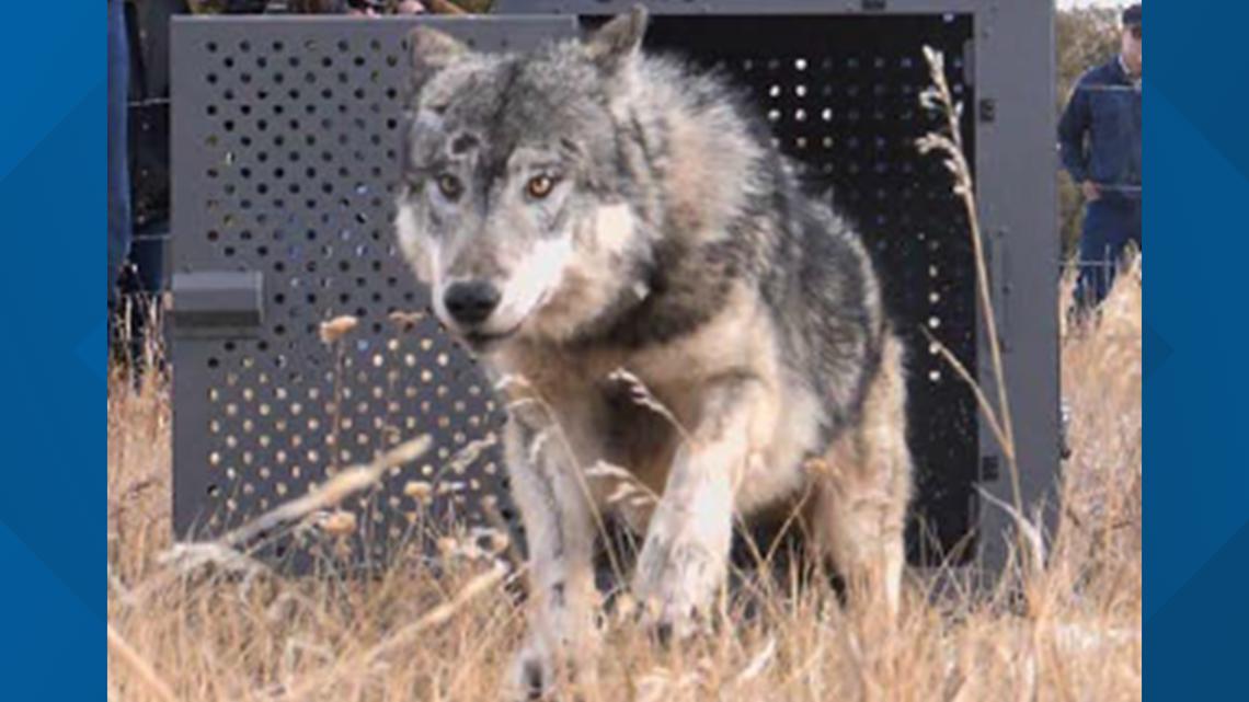 Gray wolf dies during capture operations in Routt County | 9news.com