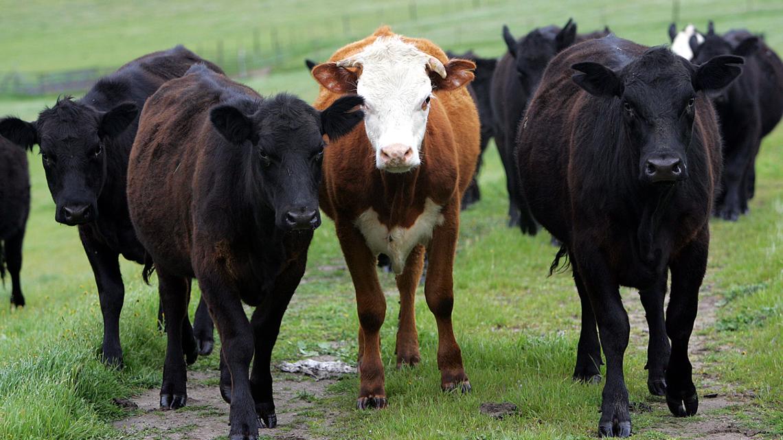 Boulder expands cattle grazing program to help with wildfire mitigation ...