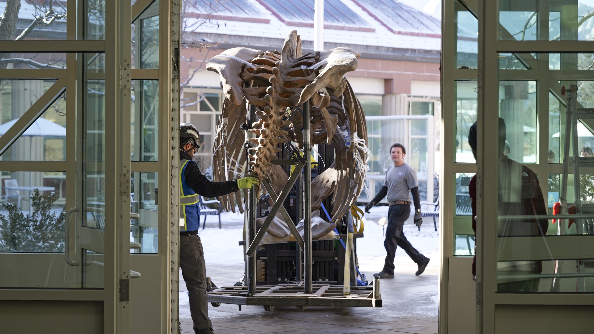 Full-scale Triceratops replica skeleton arrives at CU Boulder | 9news.com