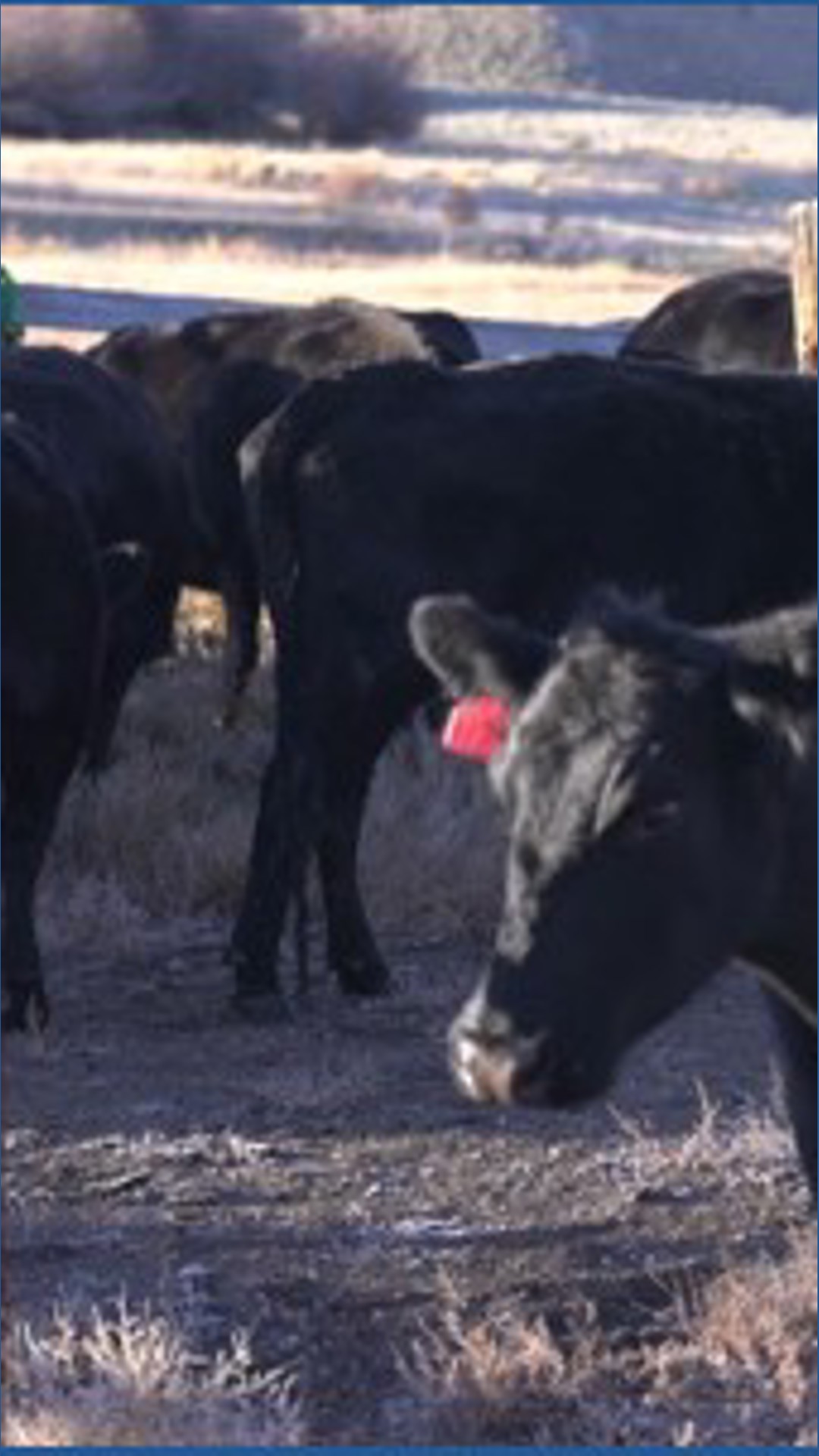 Trump's plan to import Argentine beef triggers immediate concern from ...