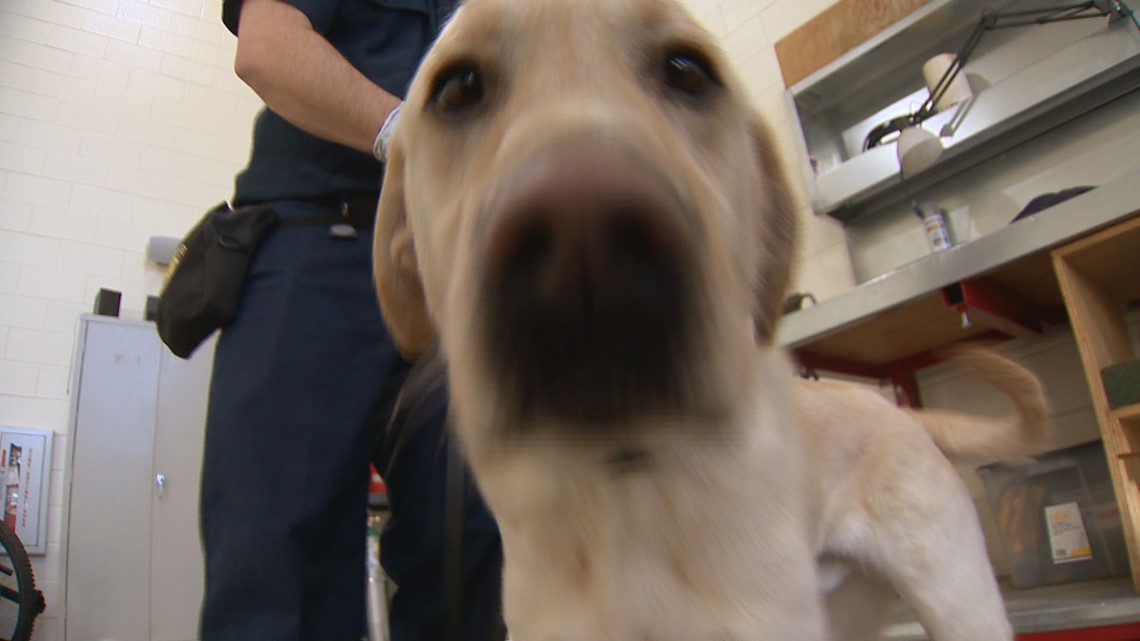 West Metro Fire introduces arson dog | 9news.com