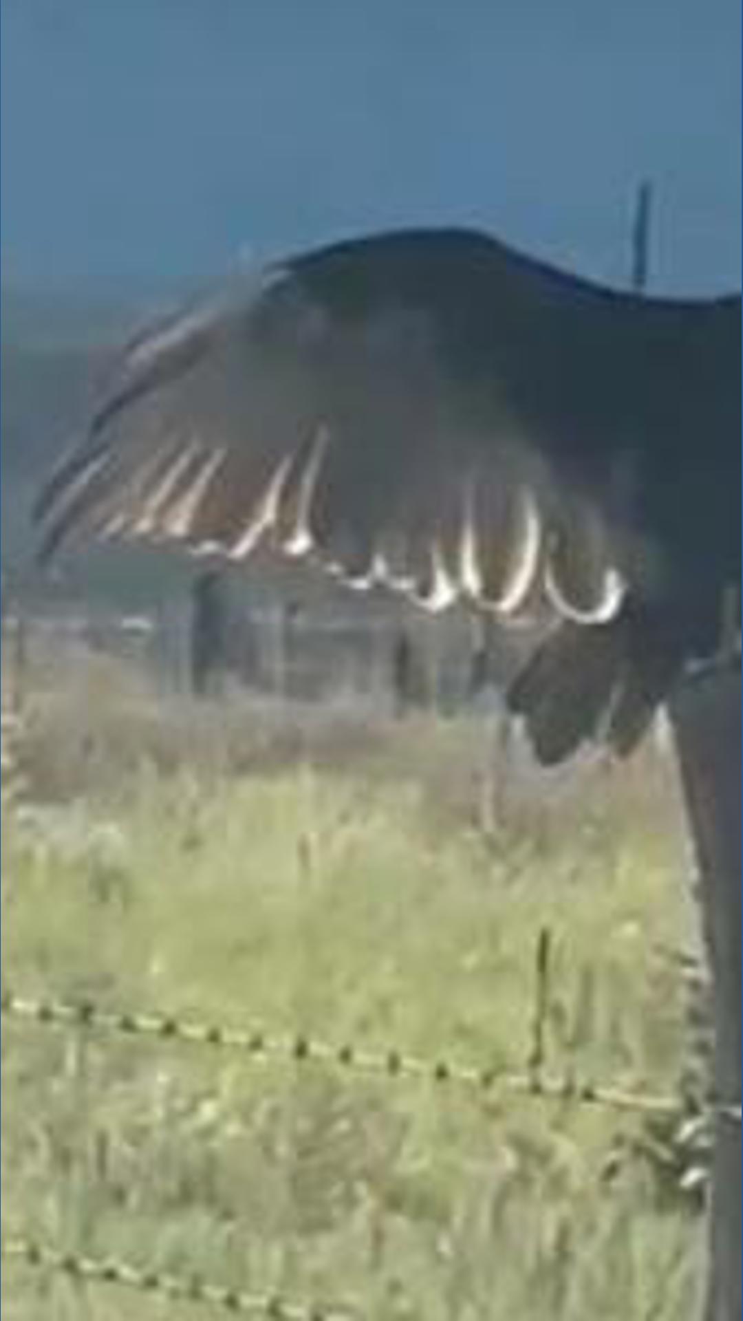 Turkey vultures display wings near Larkspur, Colorado | 9news.com