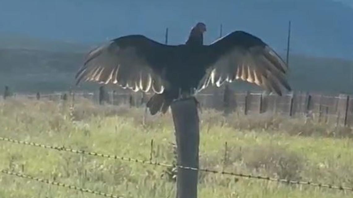 Turkey vultures display wings near Larkspur, Colorado | 9news.com
