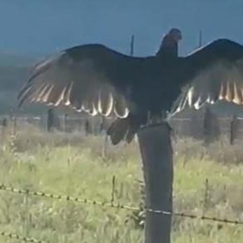 Turkey vultures display wings near Larkspur, Colorado | 9news.com