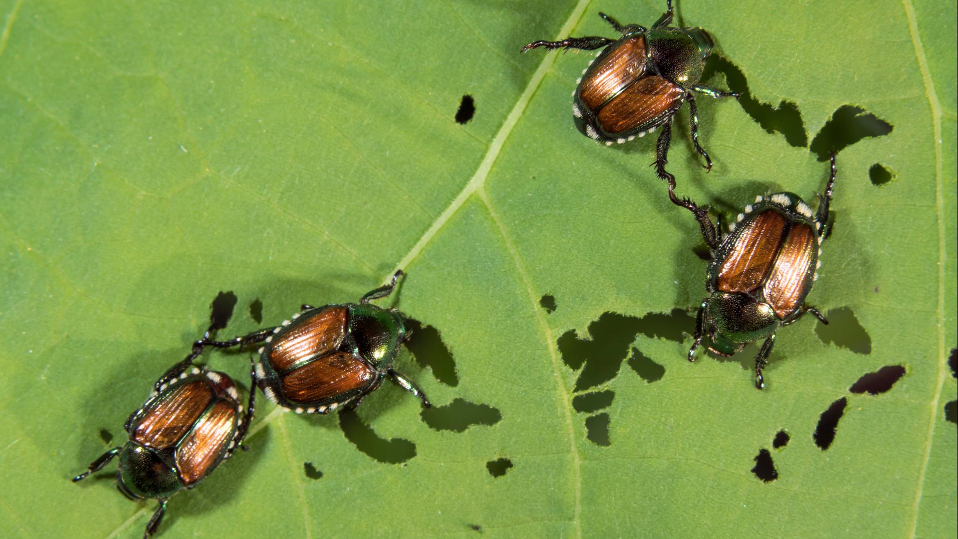 Here's how to kill Japanese beetles in your lawn and garden | 9news.com