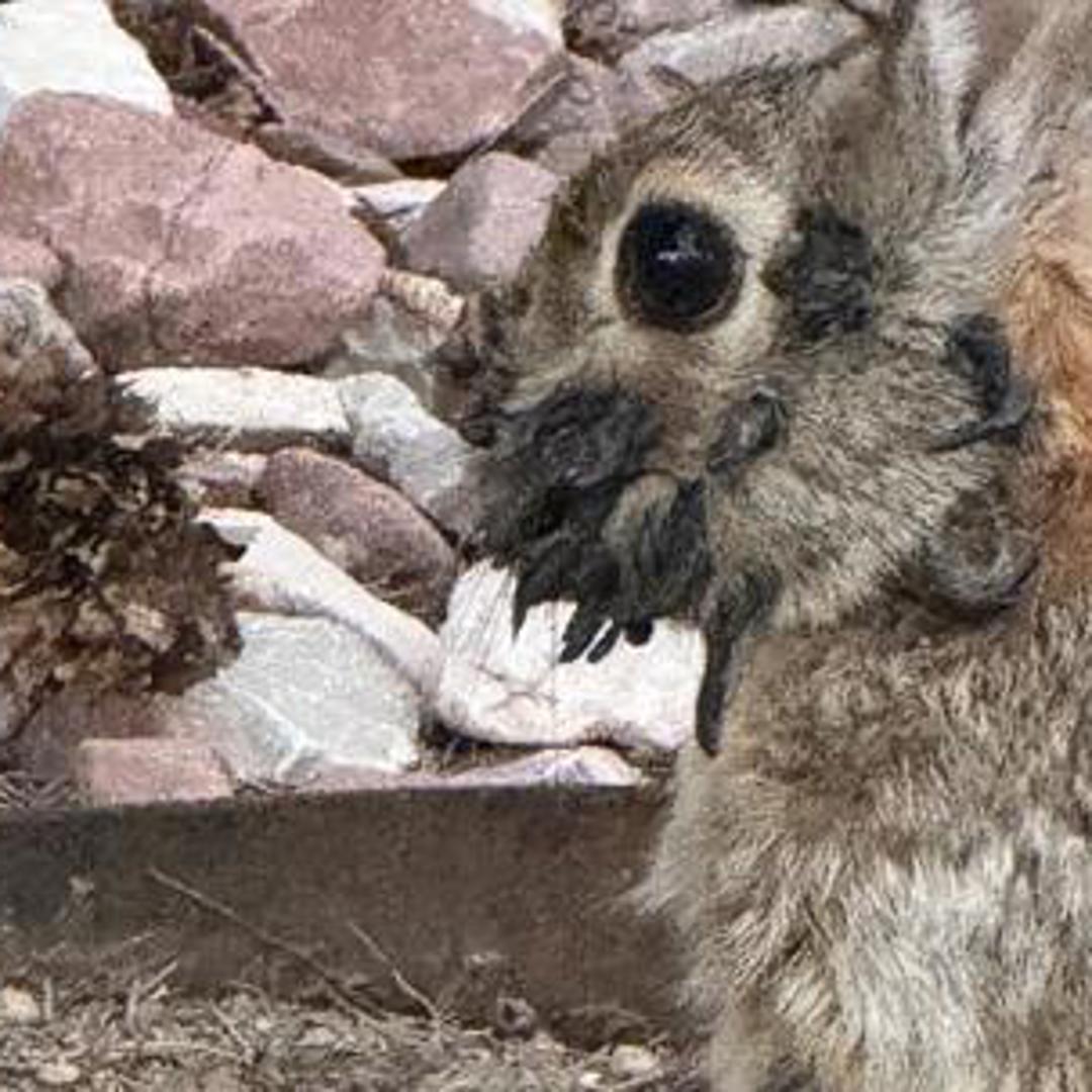 Colorado rabbits show bizarre' 'tentacle' growths on their heads ...