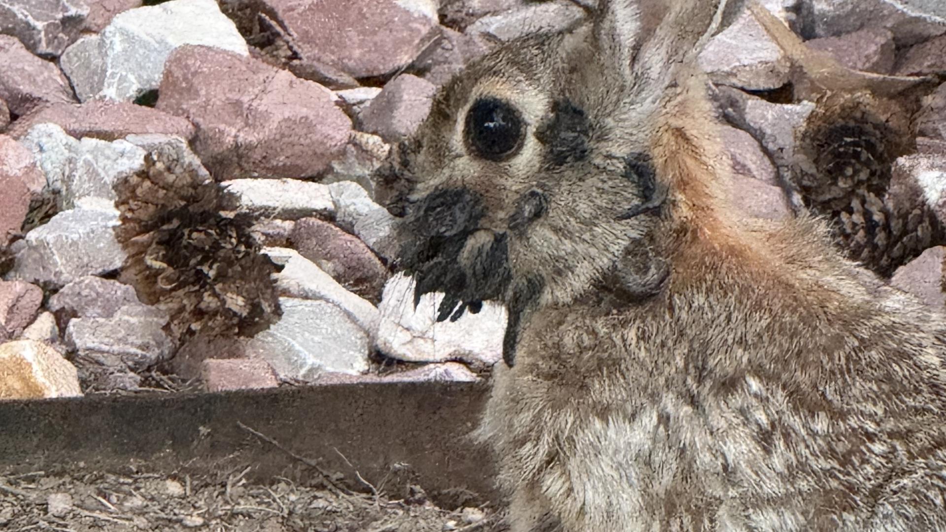 Viral 'zombie' rabbit photo explained by Colorado experts | 9news.com