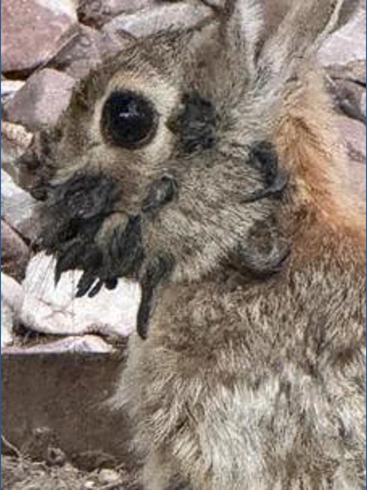 Viral 'zombie' rabbit photo explained by Colorado experts | 9news.com