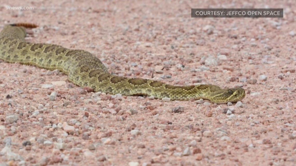 Cold weather pushes back snake activity in Colorado | 9news.com