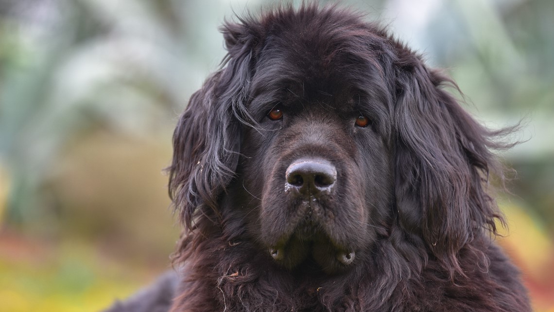 Denver Animal Shelter announces special on big dog adoptions | 9news.com