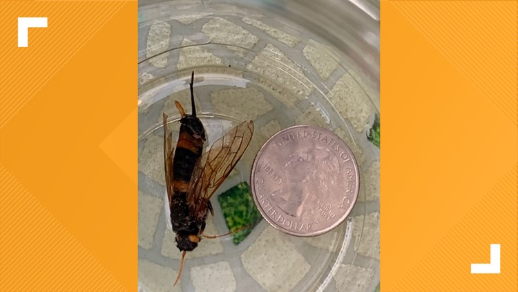 Don't worry: This Colorado bug isn't a murder hornet | 9news.com