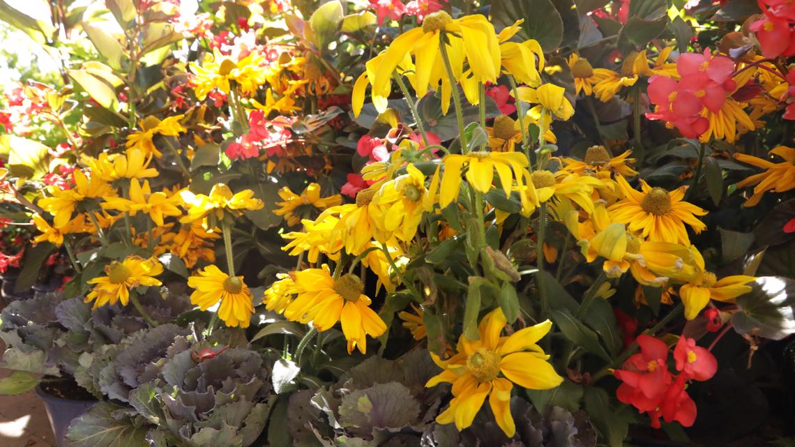 There's still time for a colorful Colorado fall garden | 9news.com