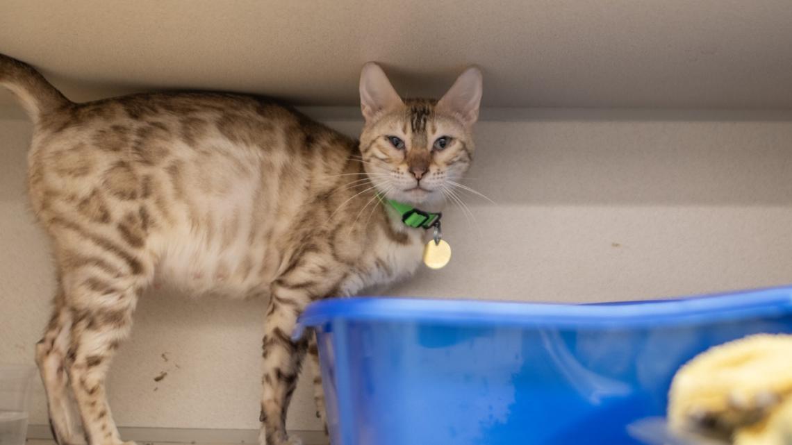 Humane Colorado seeks donations for rescued cats | 9news.com