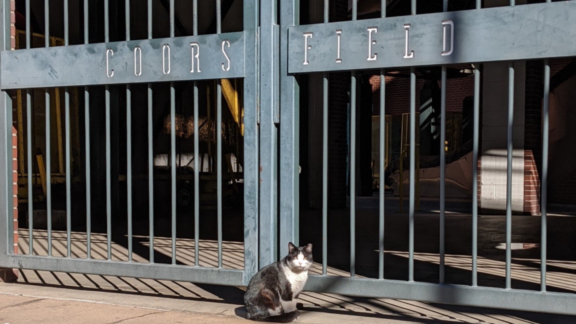 Q&A: What is TNR for feral cats and how does it work? | 9news.com