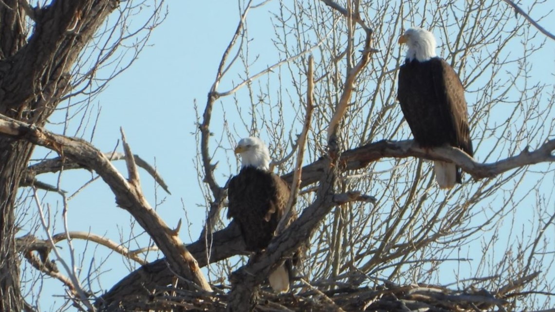 New egg lands in nest of Standley Lake bald eagle pair | 9news.com