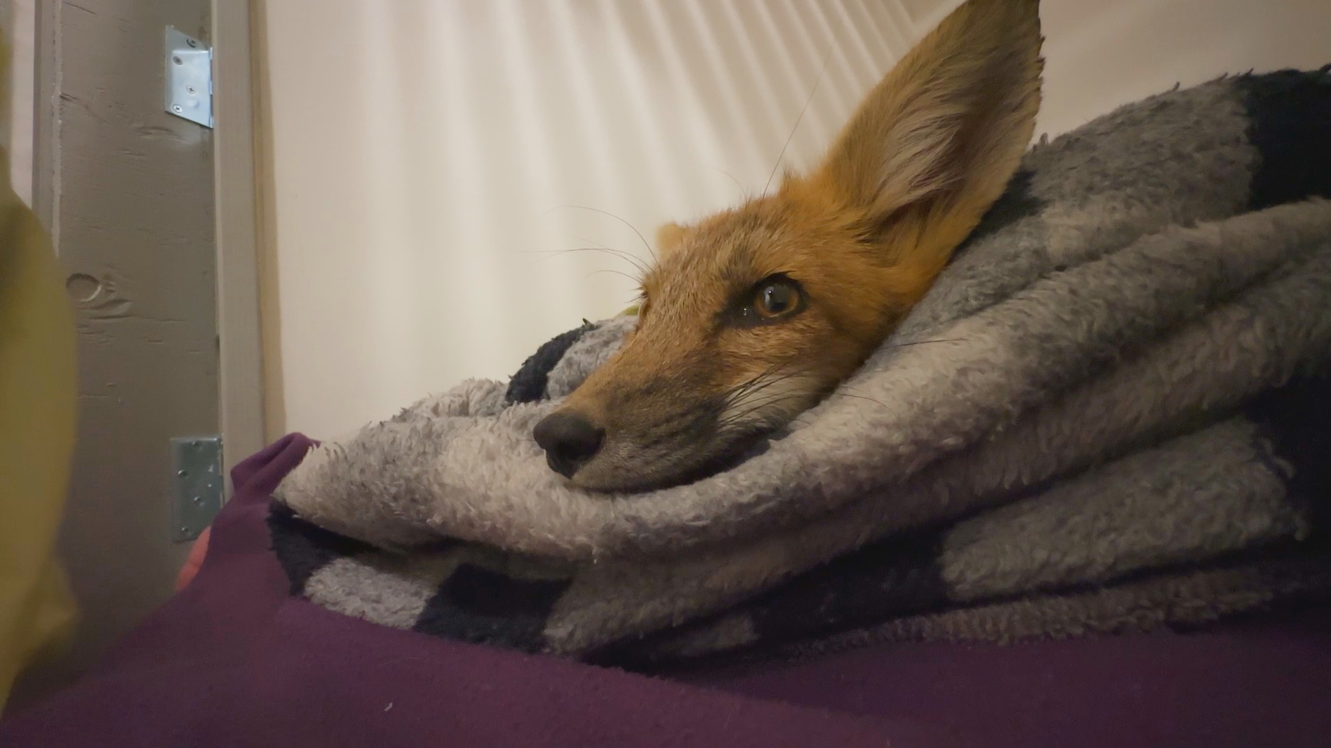 Arvada fox survives after being shot through neck with arrow | 9news.com