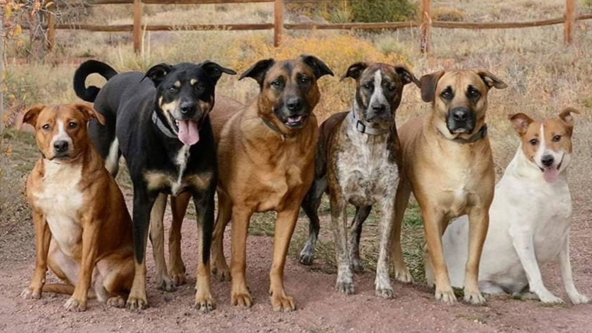 National Dog Day 2023: Share your best dog photos with 9NEWS | 9news.com