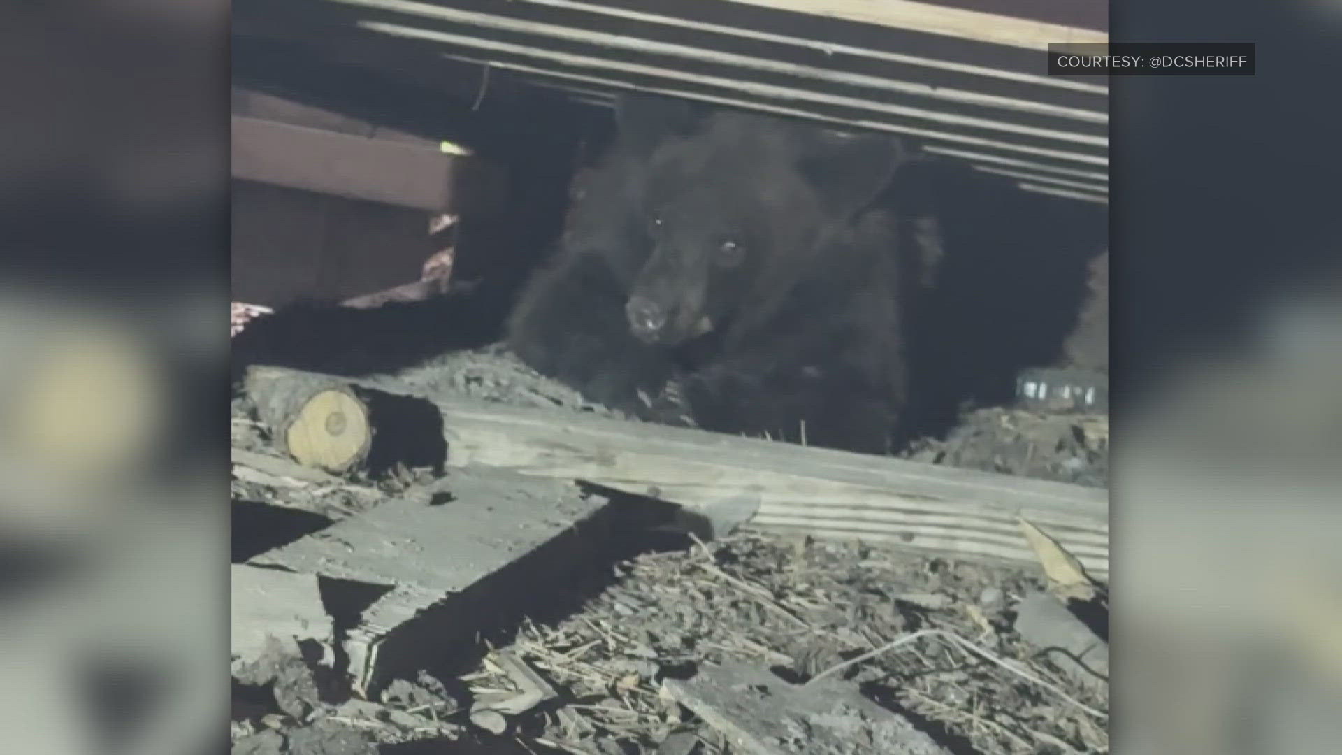 Bear crashes Larkspur Renaissance Festival | 9news.com