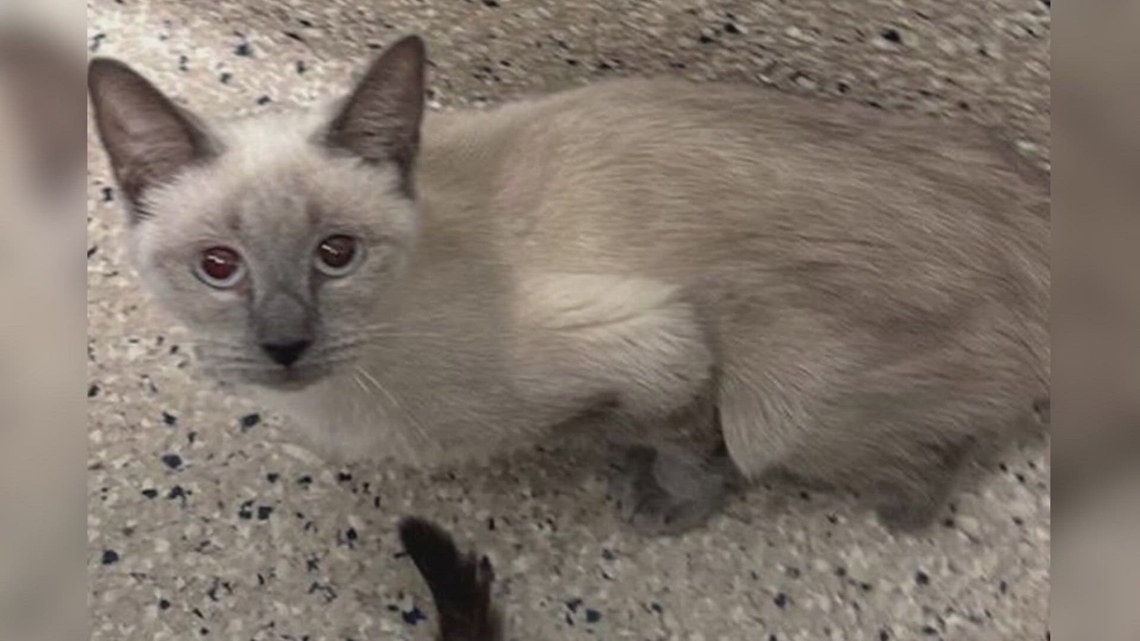 96 cats, 19 dogs found inside home: How you can help | 9news.com