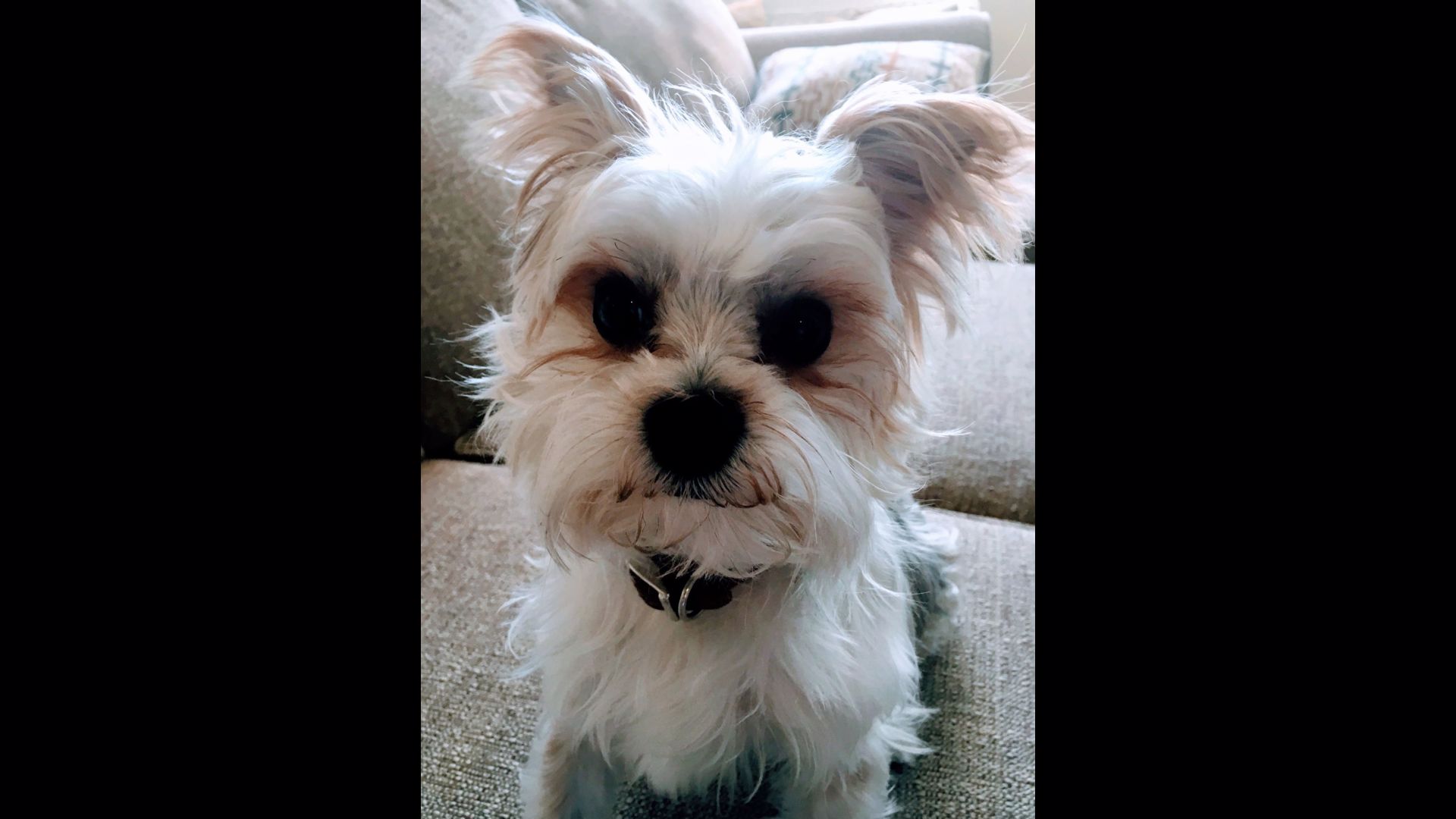 National Mutt Day 2023: Colorado shares its dog photos on 9NEWS | 9news.com