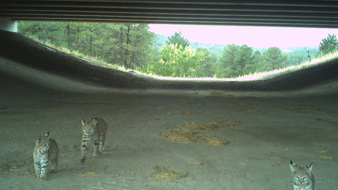 New wildlife crossing opens on I-70 in Colorado mountains | 9news.com