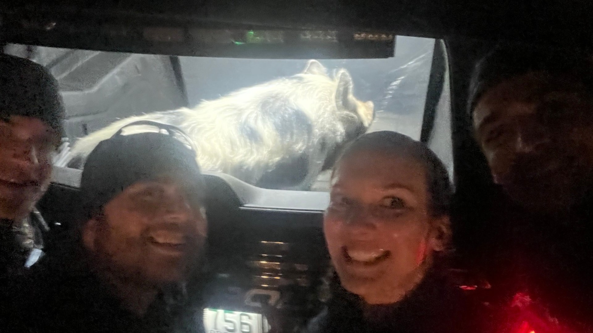 Aurora Police find lost pig's owners after wild Sunday night | 9news.com