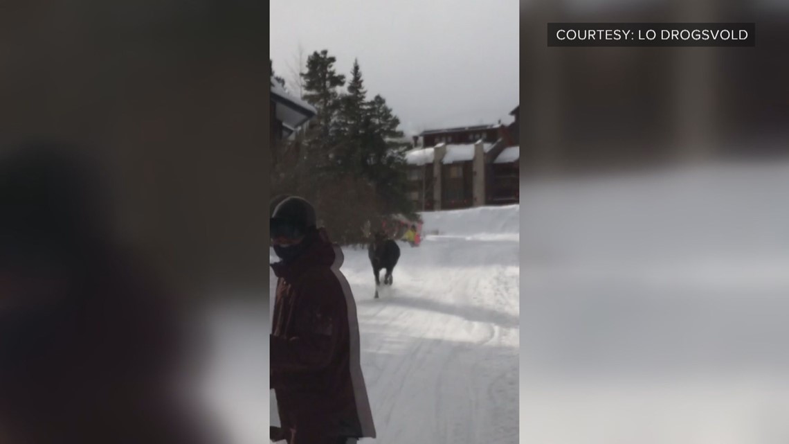 Moose caught on camera chasing skiers at Breckenridge Ski Resort ...