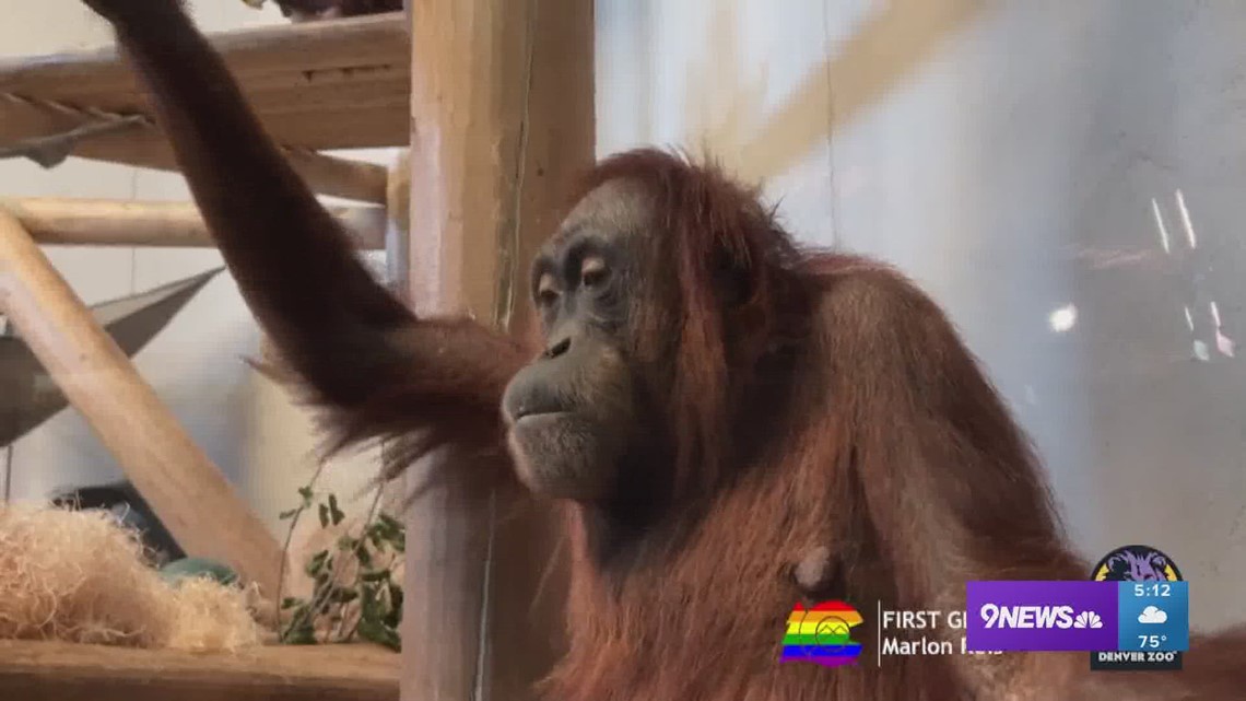 Denver Zoo orangutan expecting a baby | 9news.com