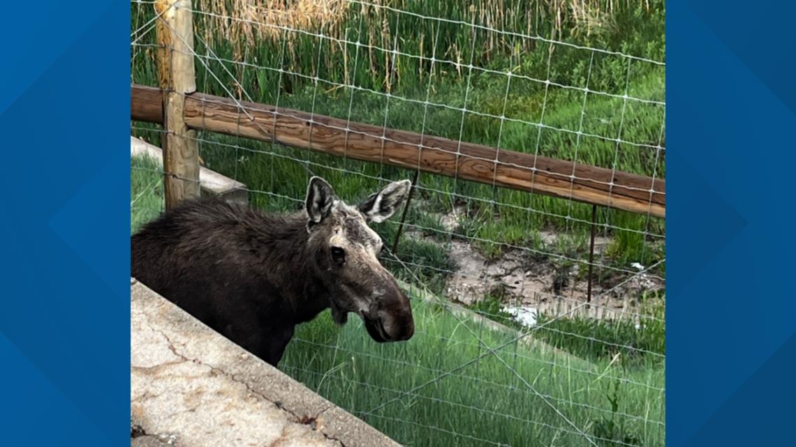 Moose sightings around Colorado | 9news.com