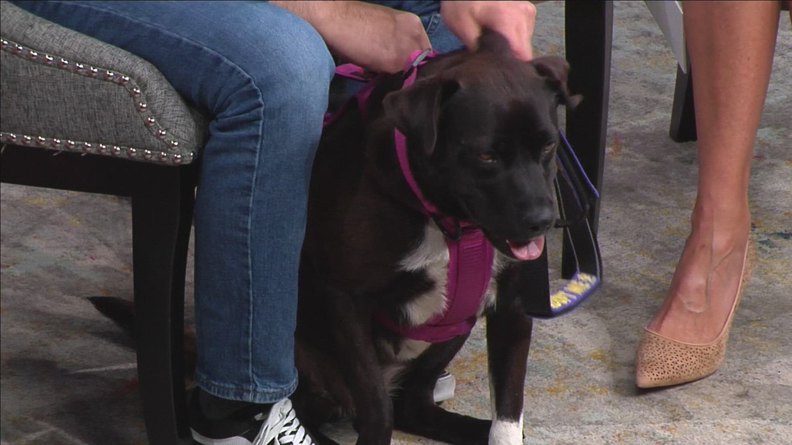 Petline9: Kipling the dog | 9news.com