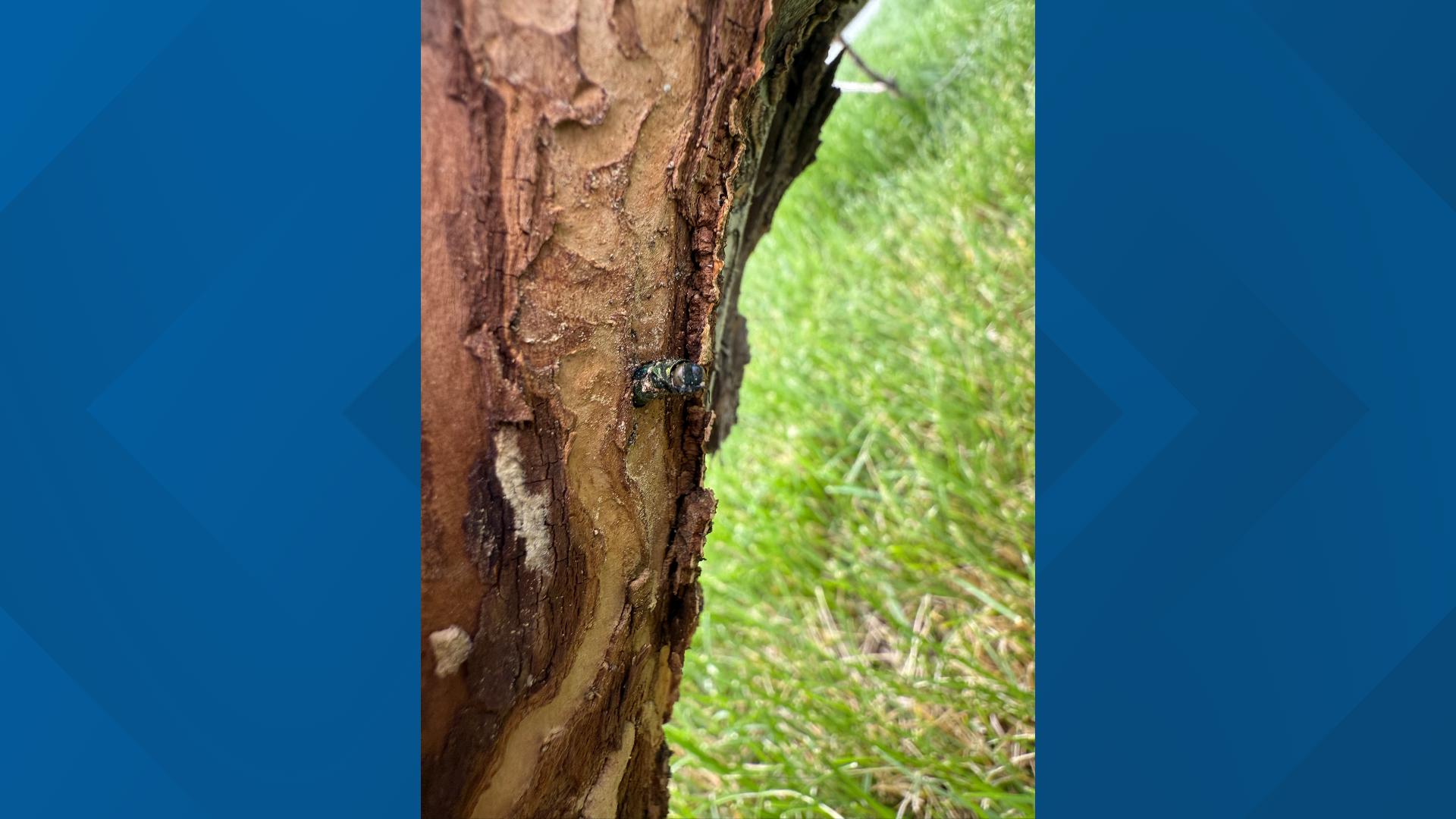 Emerald ash borer reaches Denver, threatens ash trees | 9news.com