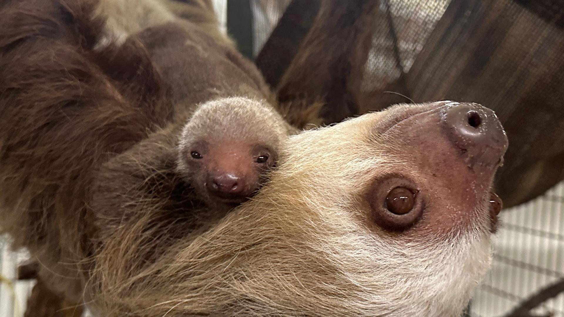 Baby sloth announcement at Cheyenne Mountain Zoo | 9news.com