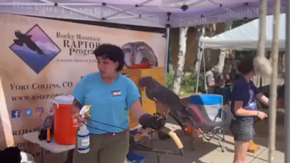 Elk fest raptor 2 | 9news.com