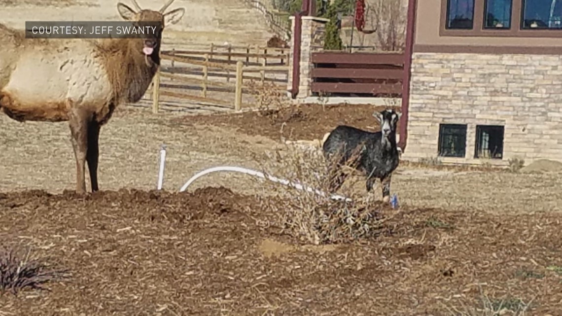 Residents report goat joining elk herd near Loveland | 9news.com