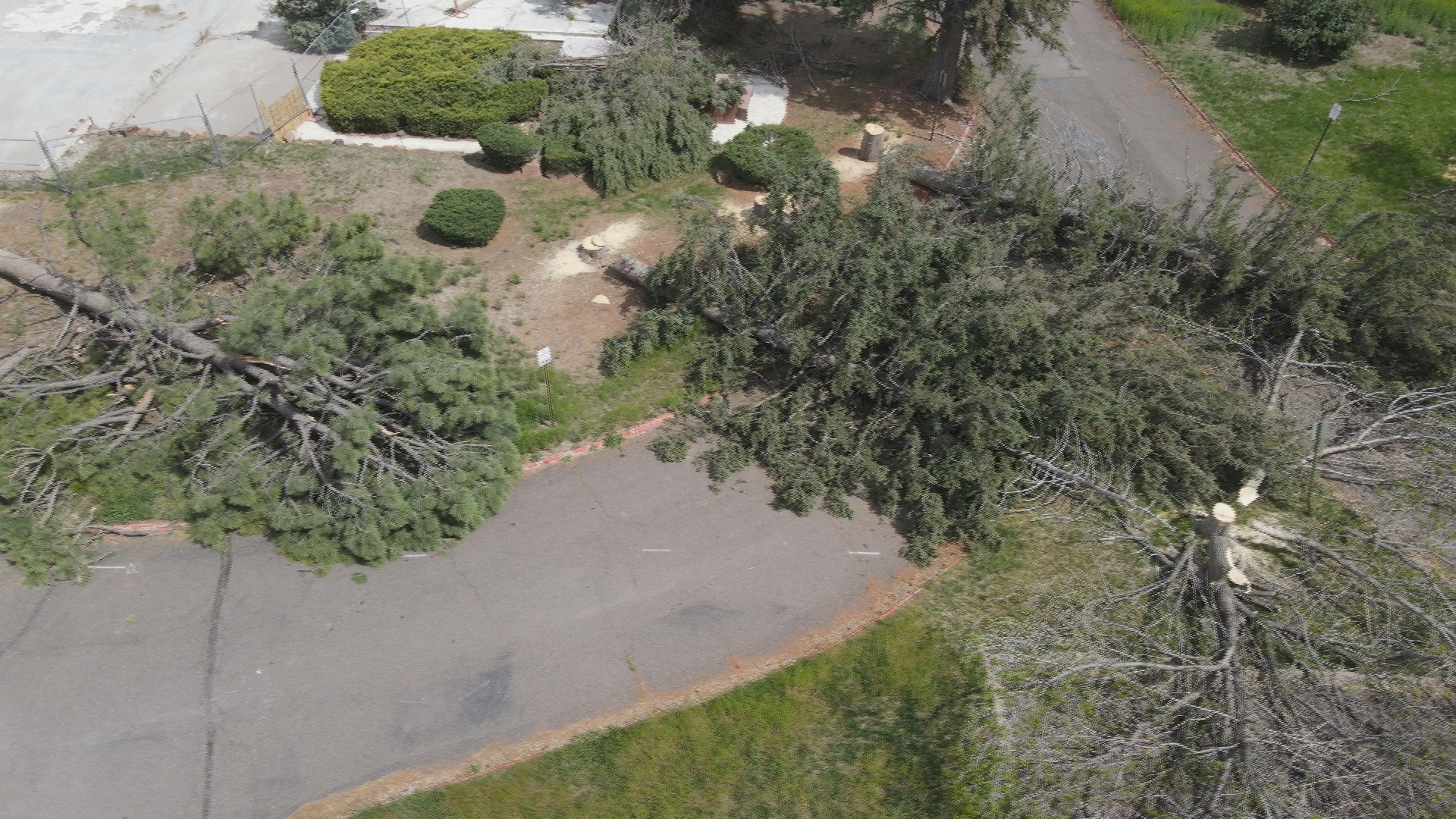 Lakewood residents protest tree removal near Belmar Park | 9news.com