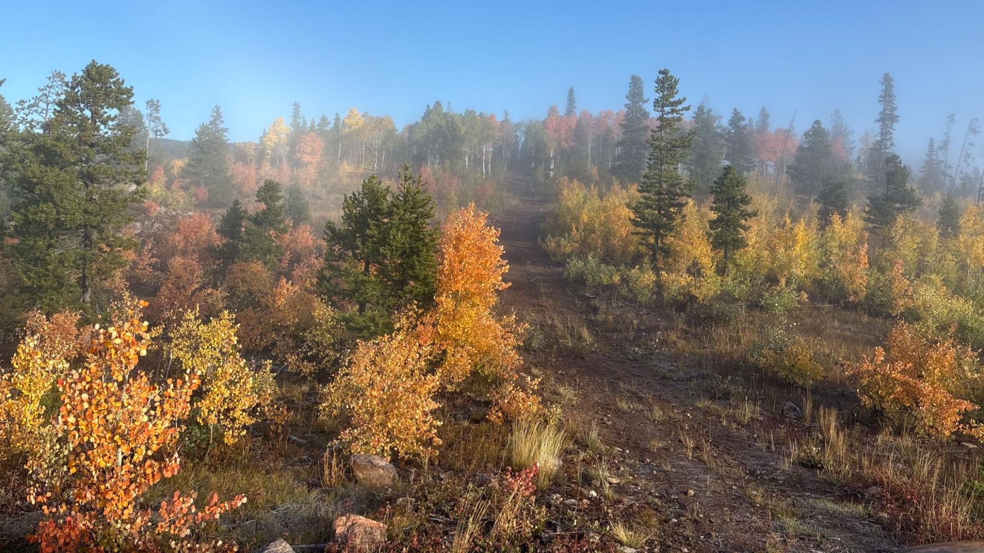 9 drives where you can see yellow fall colors in Colorado | 9news.com