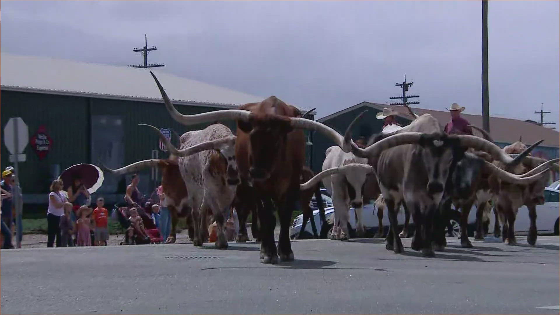Longhorns help kick off the Greeley Stampede | 9news.com