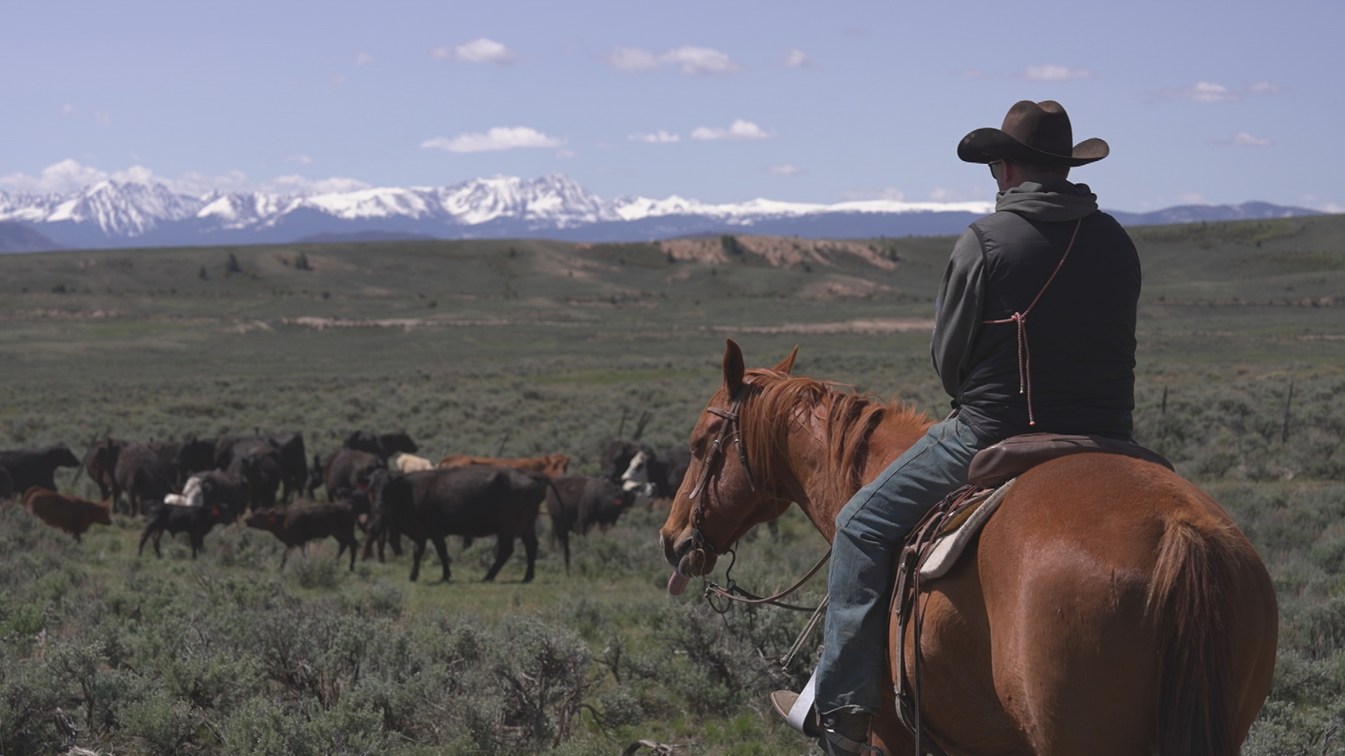 Colorado ranchers worry about wolves as they move cattle | 9news.com