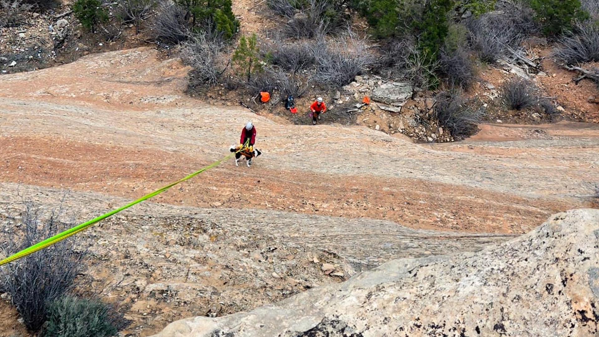 Dog rescued after 100-foot fall at Colorado National Monument | 9news.com