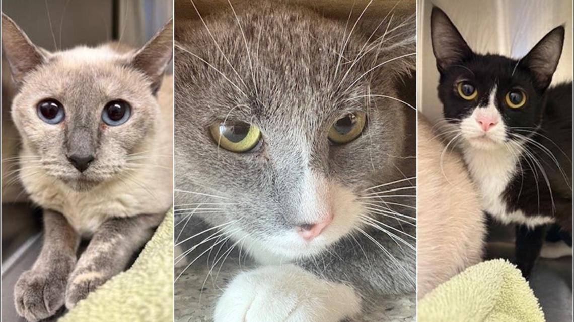 Colorado animal rescue saves over 100 cats, dogs in cruelty case ...