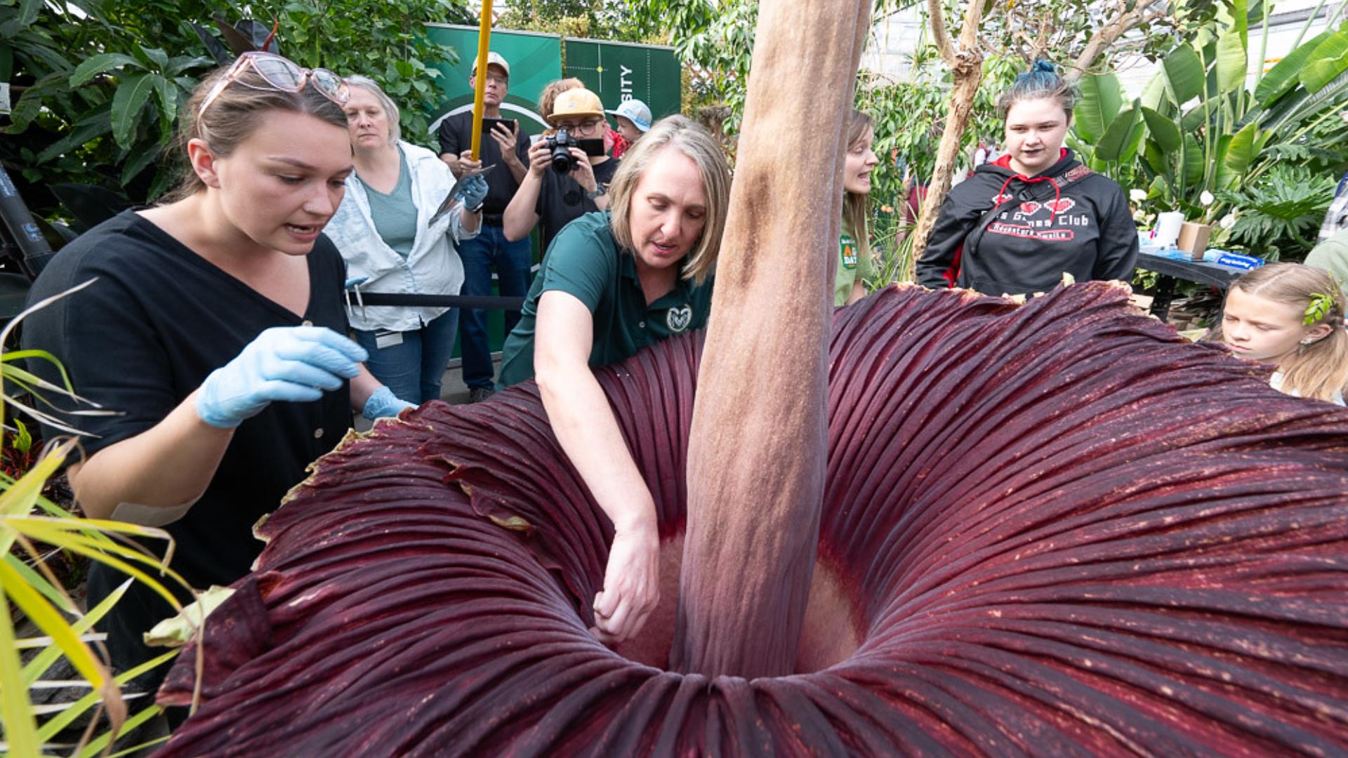 Rare corpse flower blooms for first time in Colorado | 9news.com