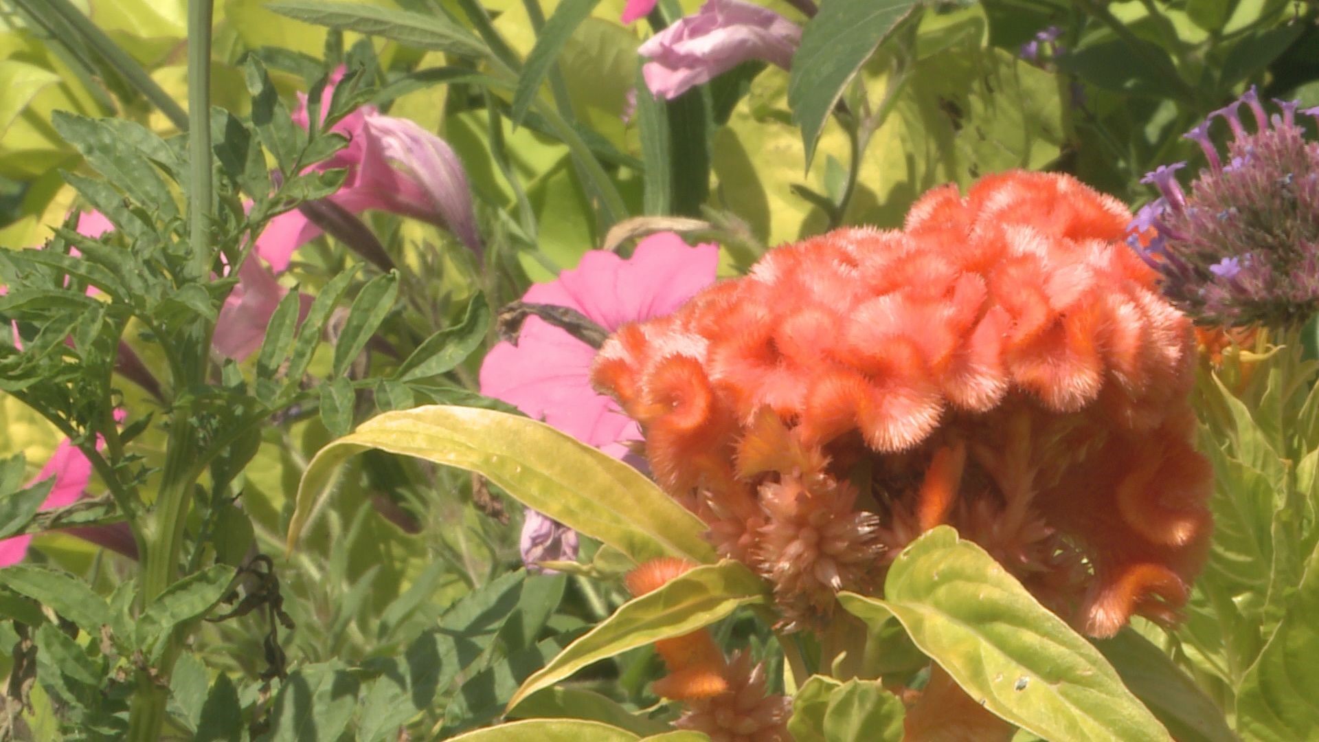Proctor's Garden: Colorful garden show-stoppers | 9news.com