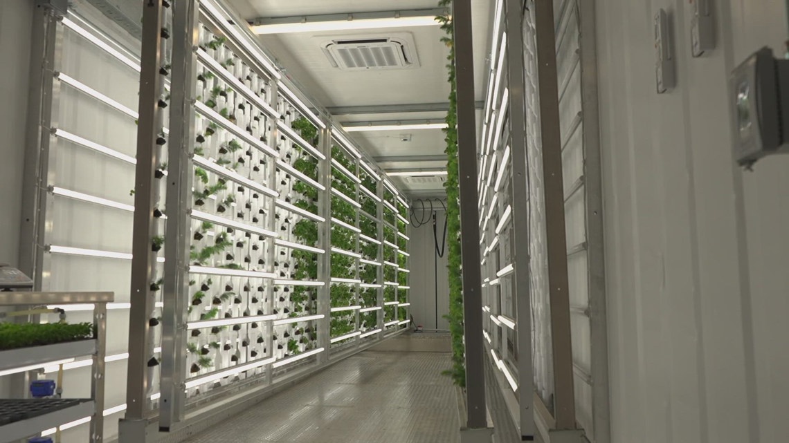 Group growing baby trees in a shipping container | 9news.com