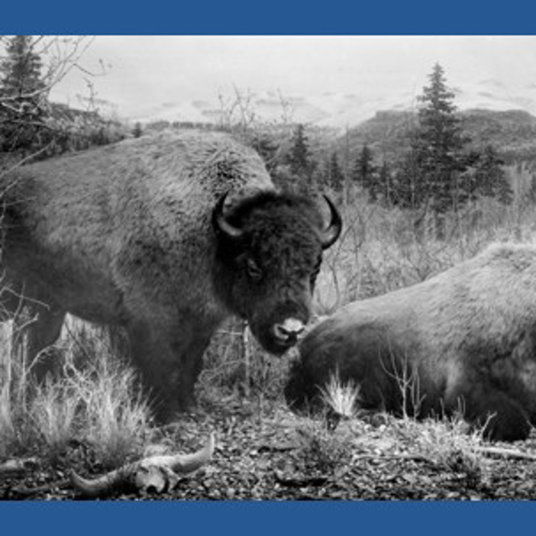 Long-lost bison found decade later at Colorado museum | 9news.com