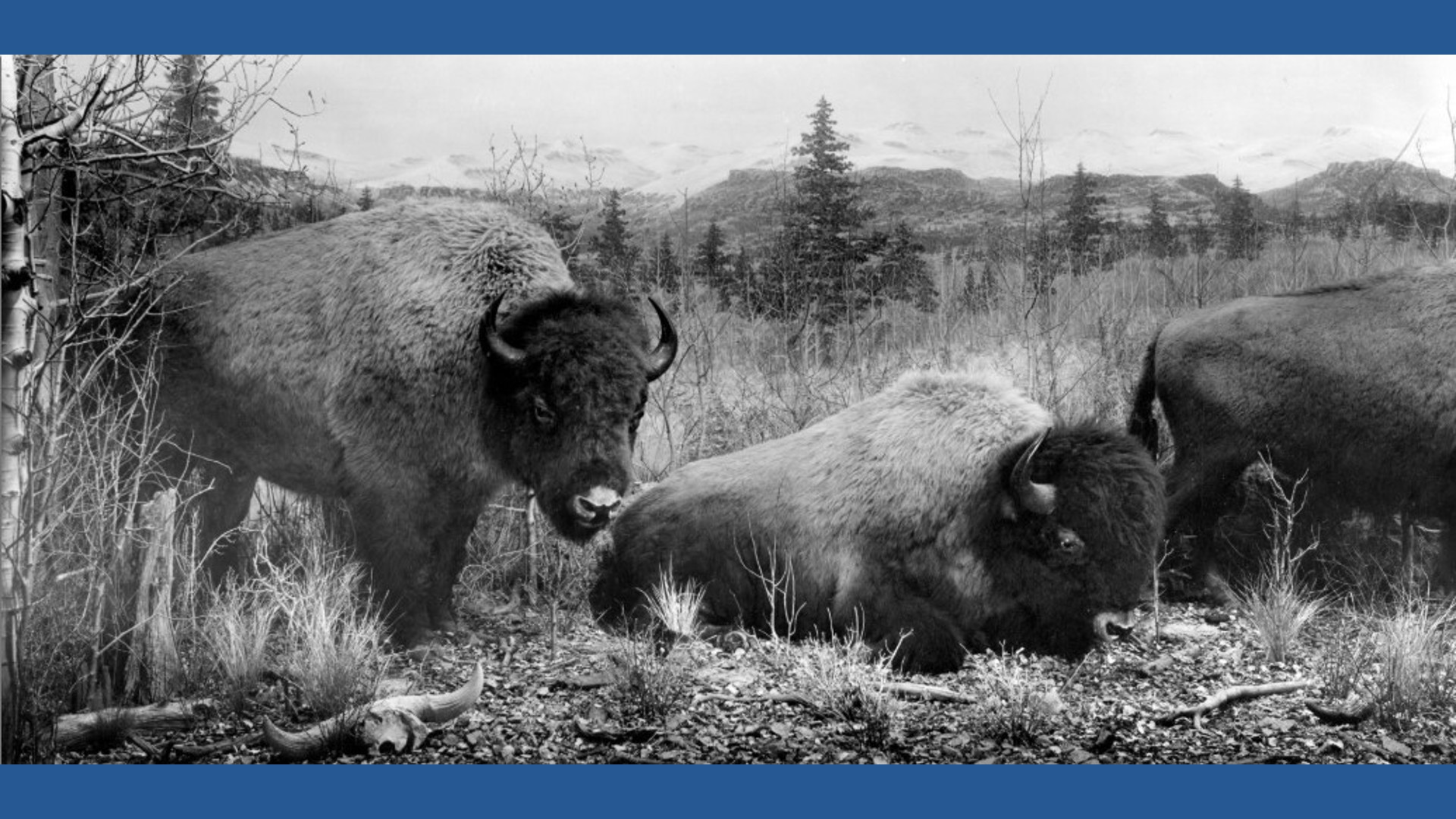 Long-lost bison found decade later at Colorado museum | 9news.com