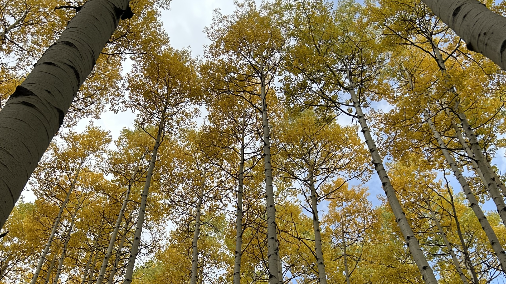 Fun facts about Aspens | 9news.com