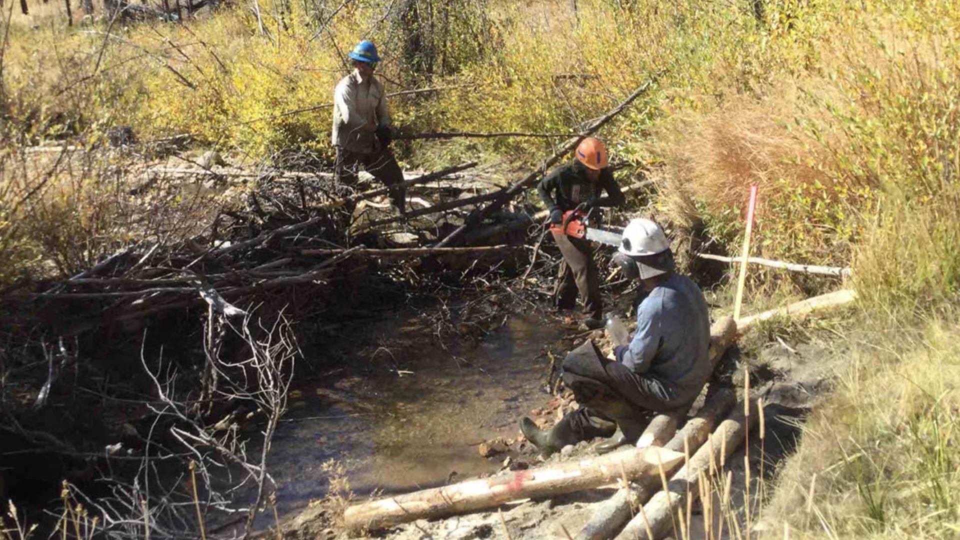 After Cameron Peak fire, llamas help keep Greeley water supply clean ...