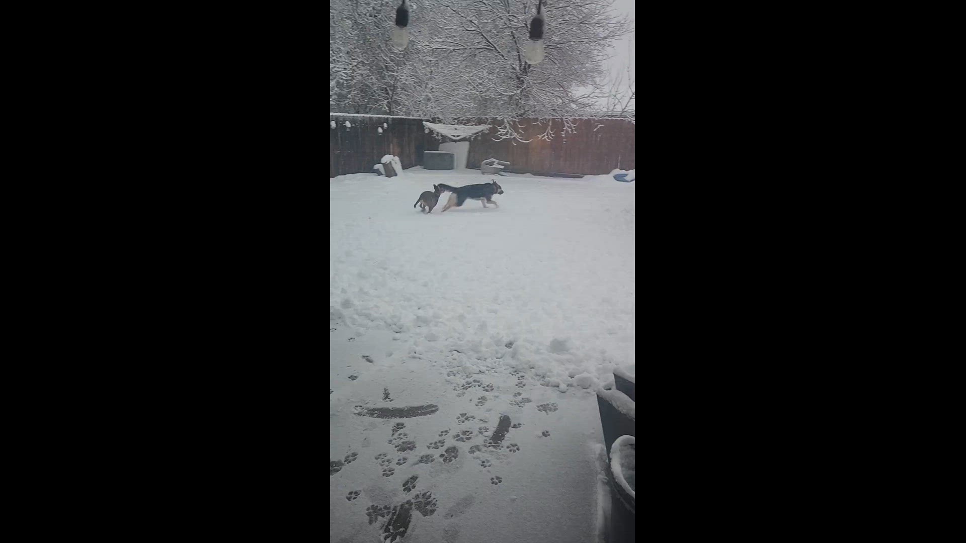Pups loving the snow!! | 9news.com