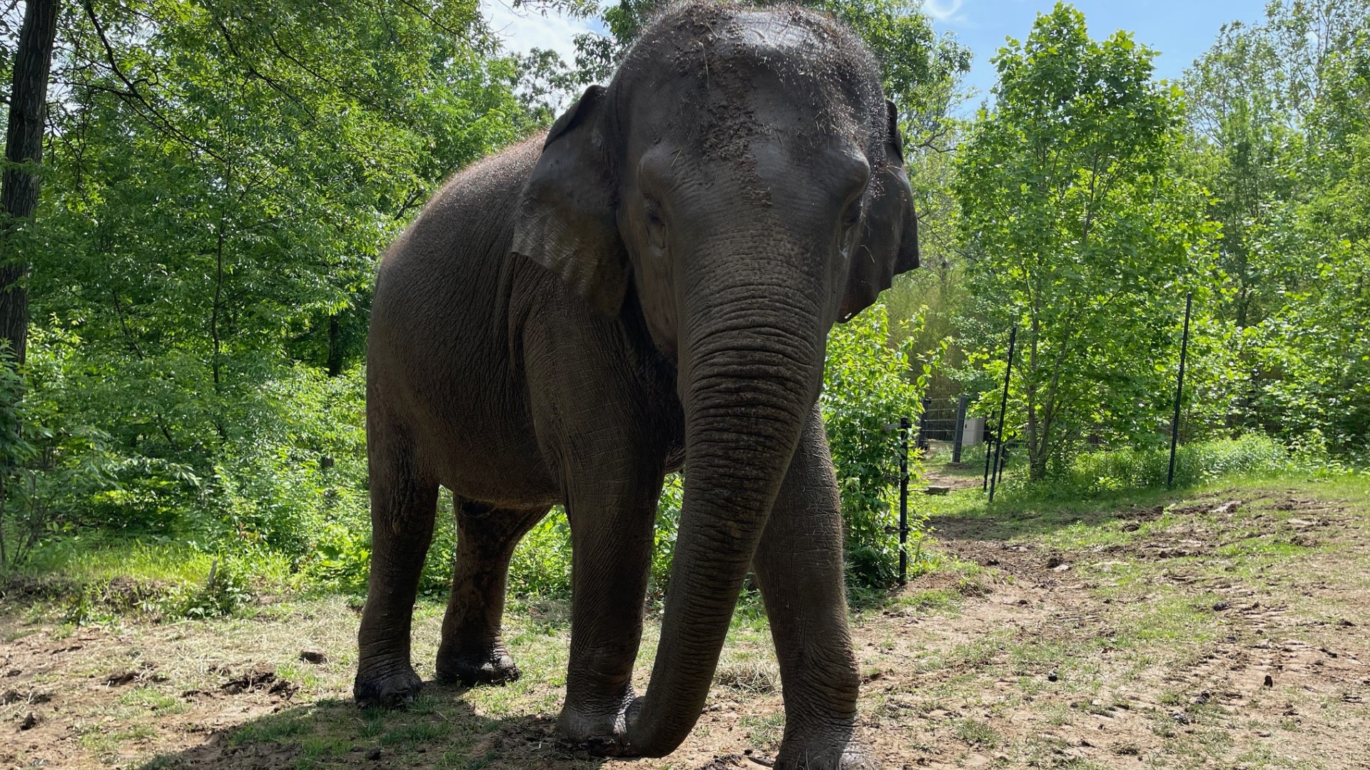 Denver Zoo elephant expecting first calf | 9news.com