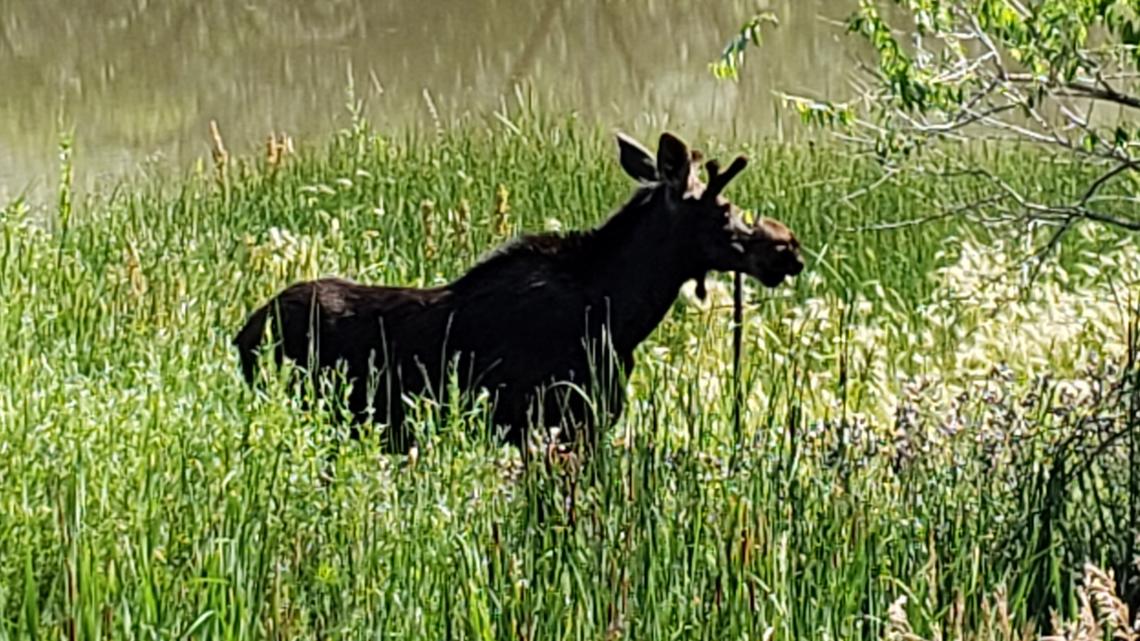 PHOTOS | Moose sighted around Colorado | 9news.com